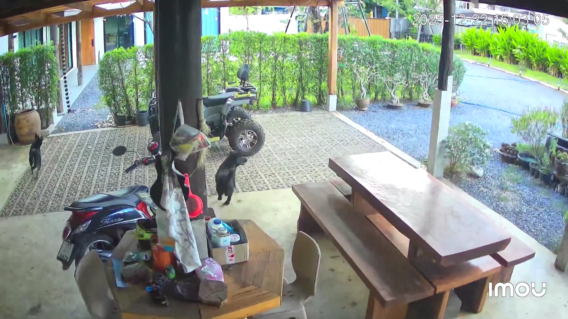 Cambodian Grad Rocket Barely Misses Thai Village Dogs