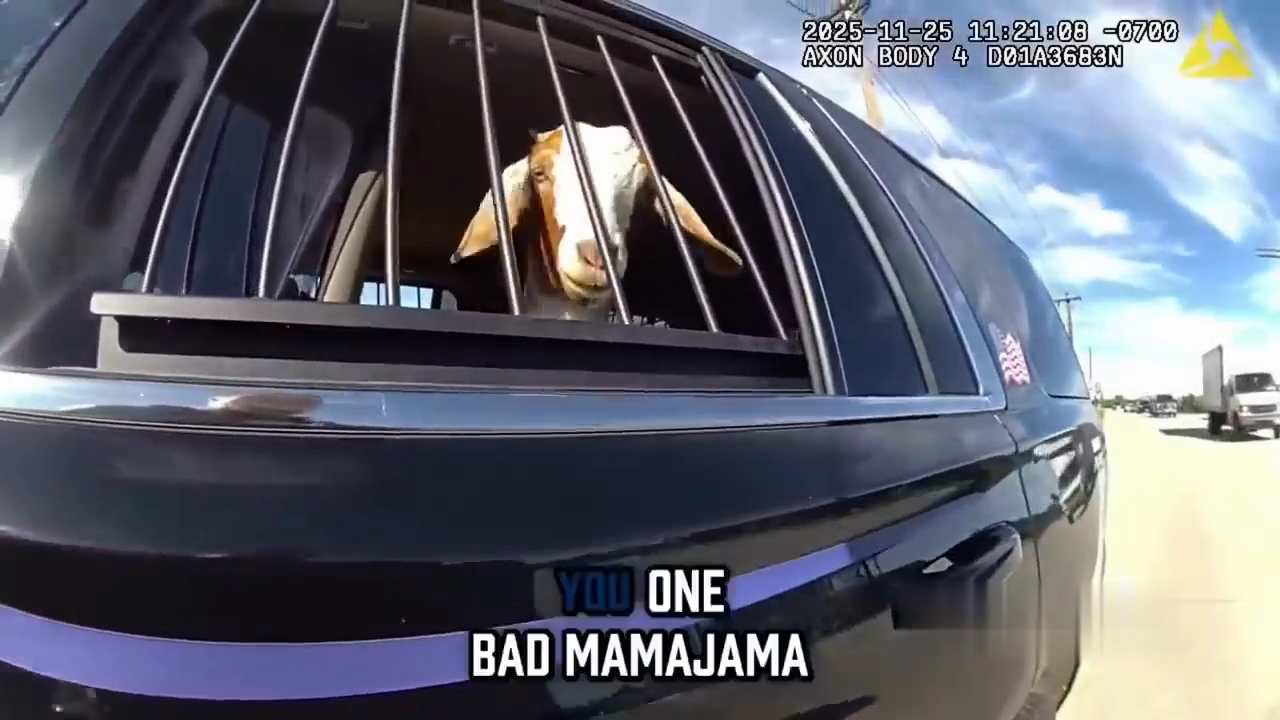 Selfless Officer Saves Texas From Loitering Goat